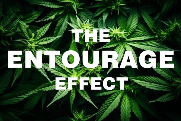 CBD Suppositories Guide: Your Key to the Ultimate Backdoor Bliss